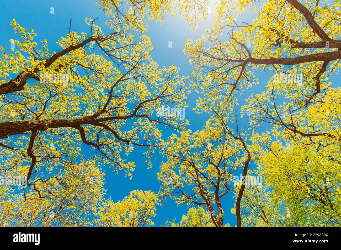 Beautiful Canopy Trees