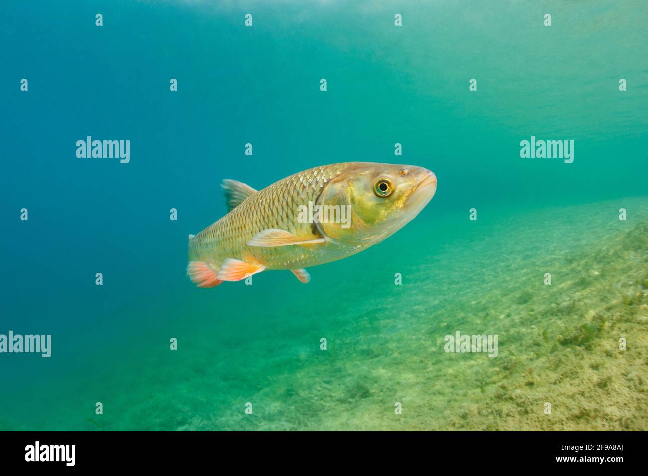 Chub fish hi-res stock photography and images - Alamy
