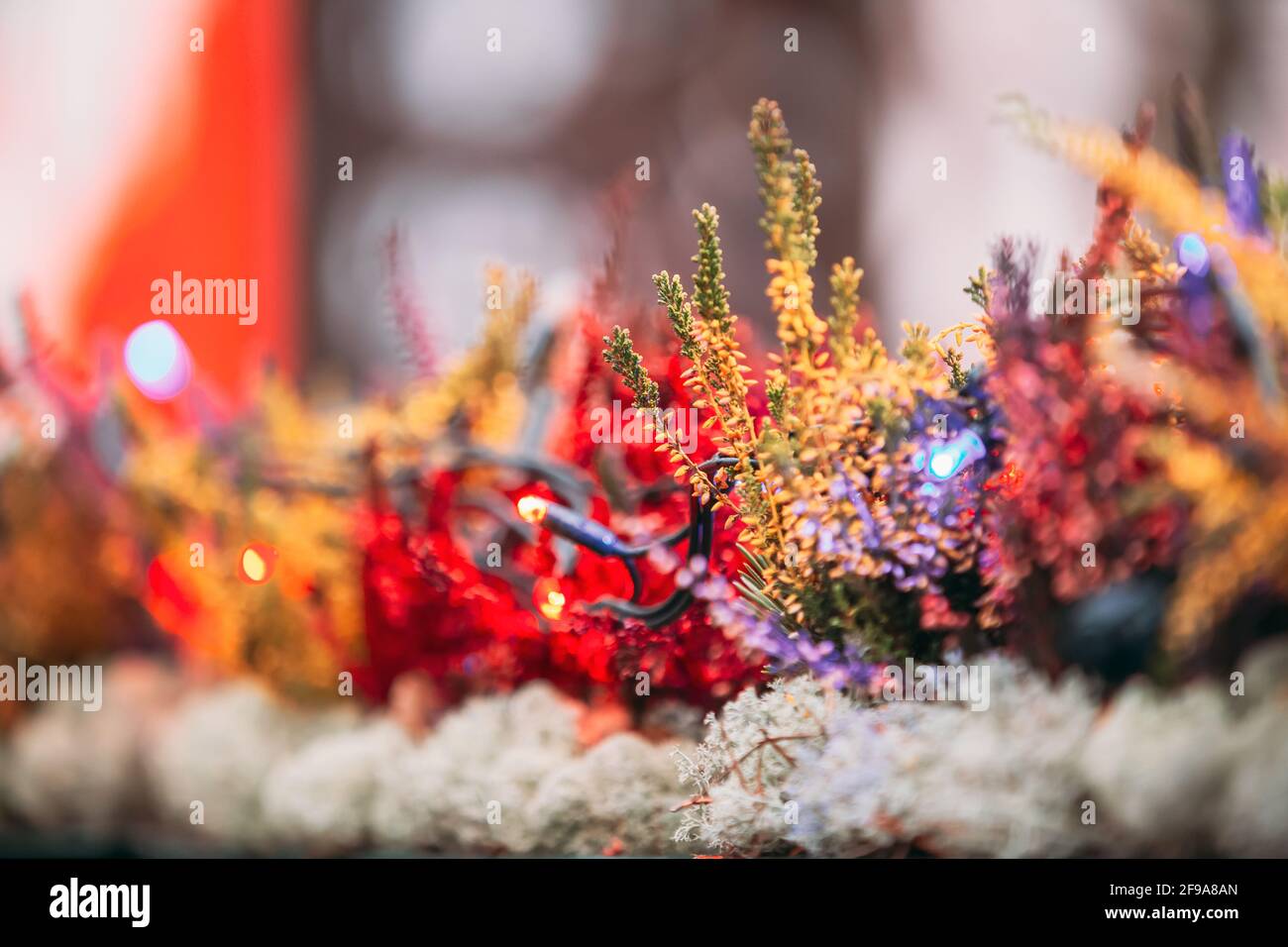 Bush Of Yellow And Red Colors Calluna Plants In Pots In Garden Stock ...