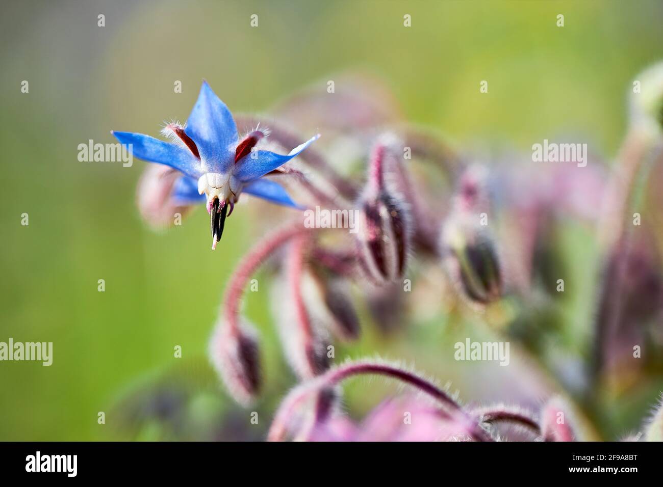 A blue borage (Borago officinalis) flower, buds, close-up Stock Photo ...