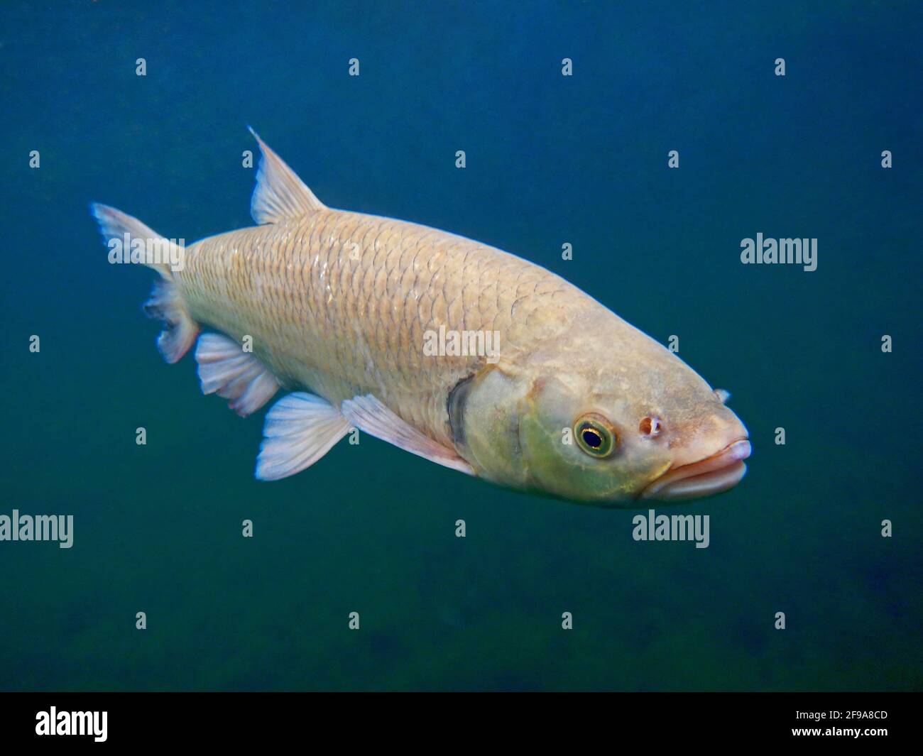 Chub (Squalius cephalus, Syn .: Leuciscus cephalus), also called Alet ...