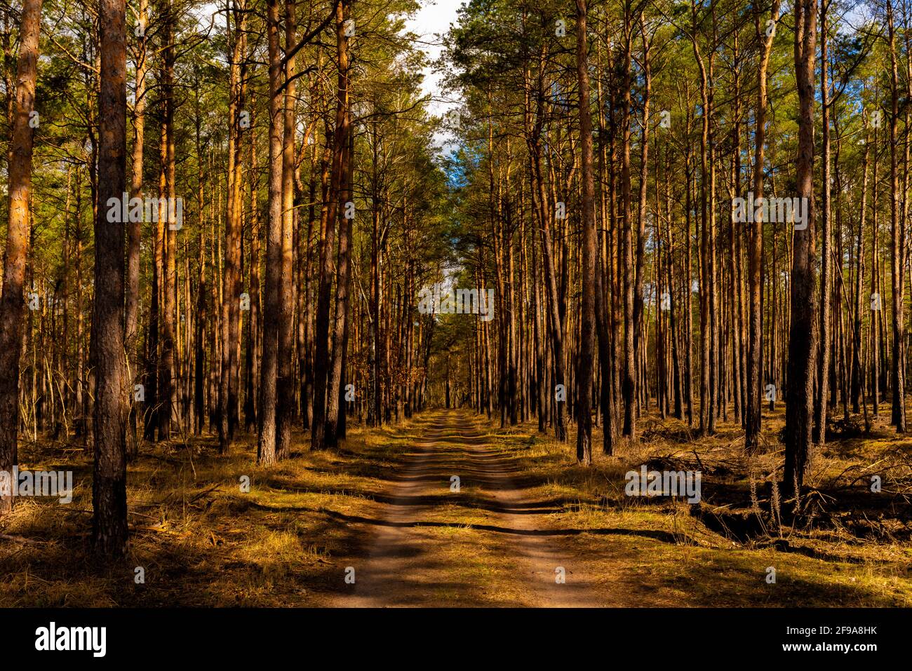 Light trail in snow road hi-res stock photography and images - Alamy