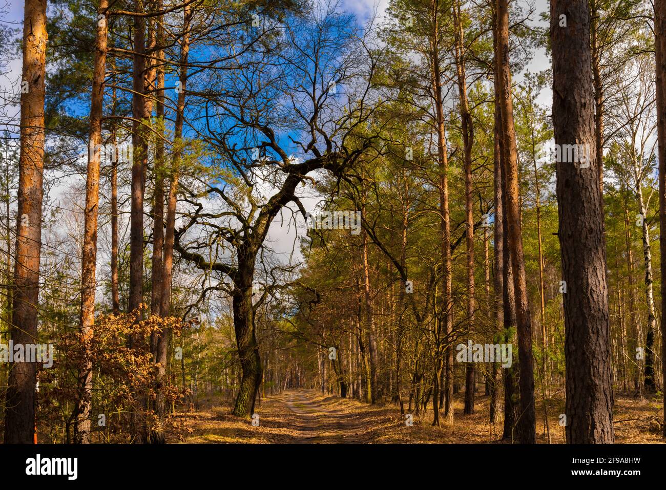 Bent oak tree in winter hi-res stock photography and images - Alamy