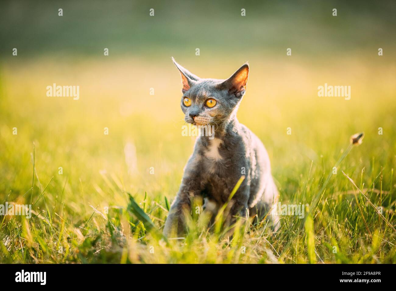 Funny Young Gray Devon Rex Kitten Resting In Green Grass. Short-haired ...