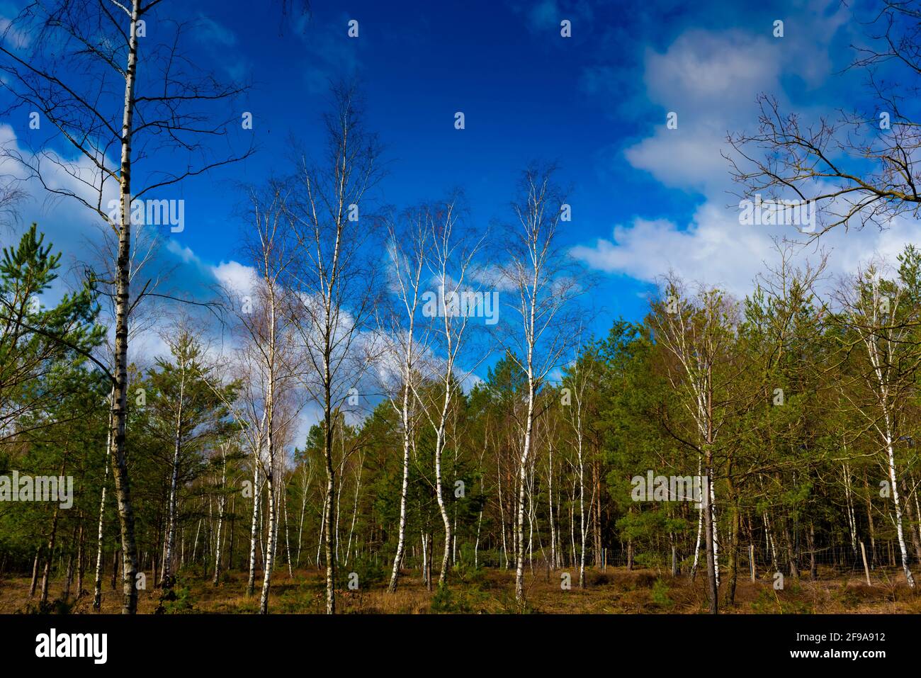 Pine birch forest hi-res stock photography and images - Alamy