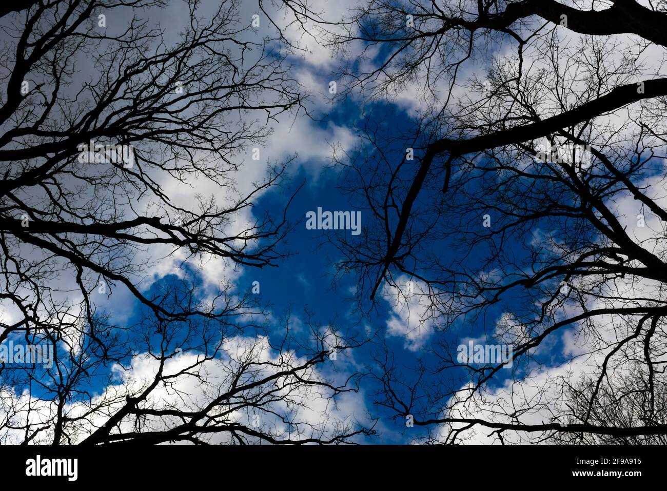 View from below into the treetops of old oak trees hi-res stock ...