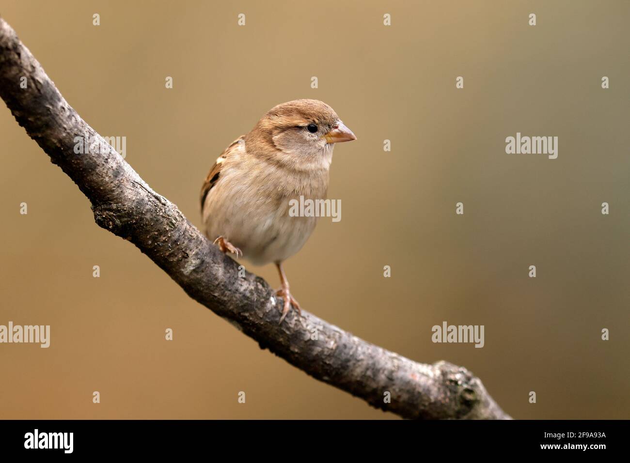 House sparrow passer domesticus on a branch hi-res stock photography ...