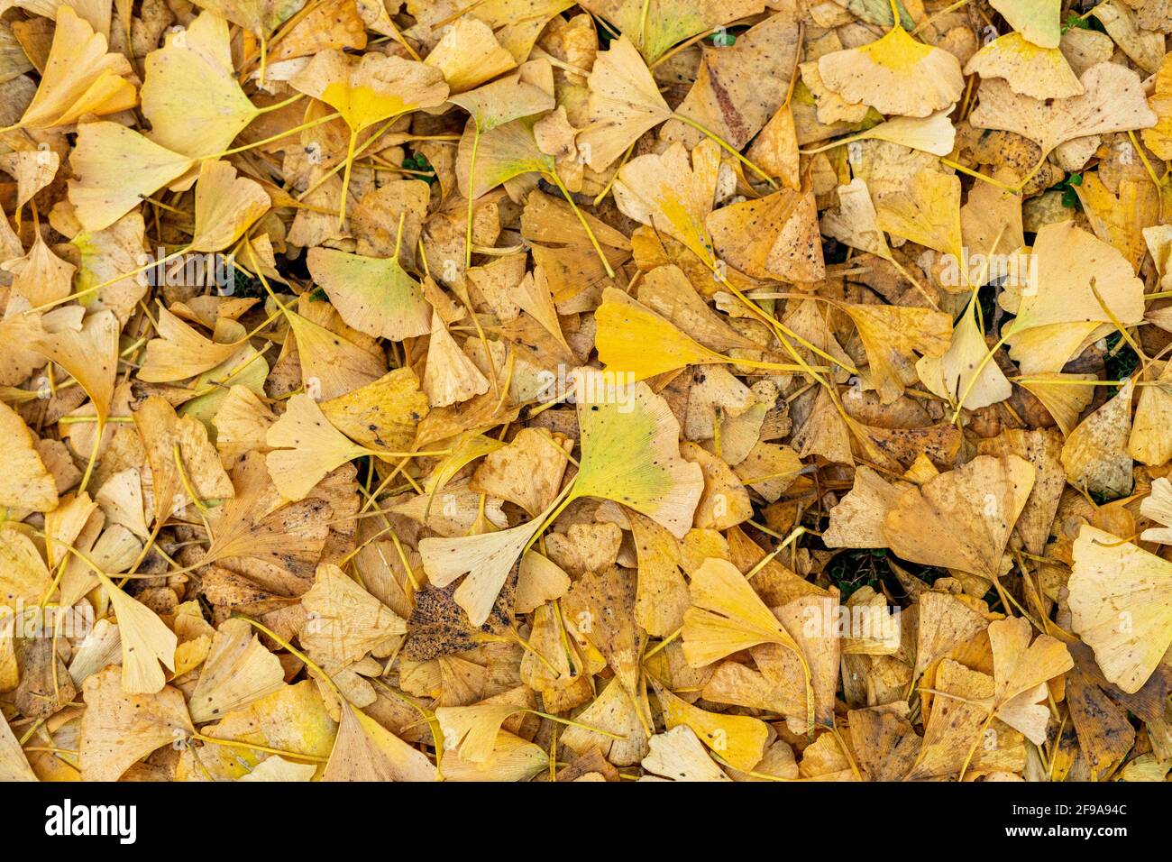 Yellow leaves ginko in hi-res stock photography and images - Alamy