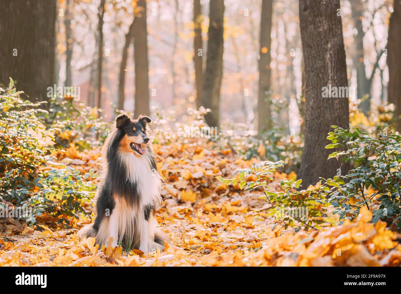 Lassie dog hi-res stock photography and images - Alamy