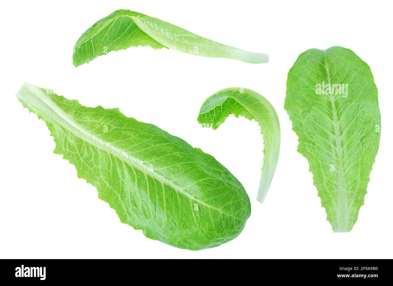 Fresh green Romaine Lettuce leaves isolated on the white background. Lettuce salat Pattern. Top ...