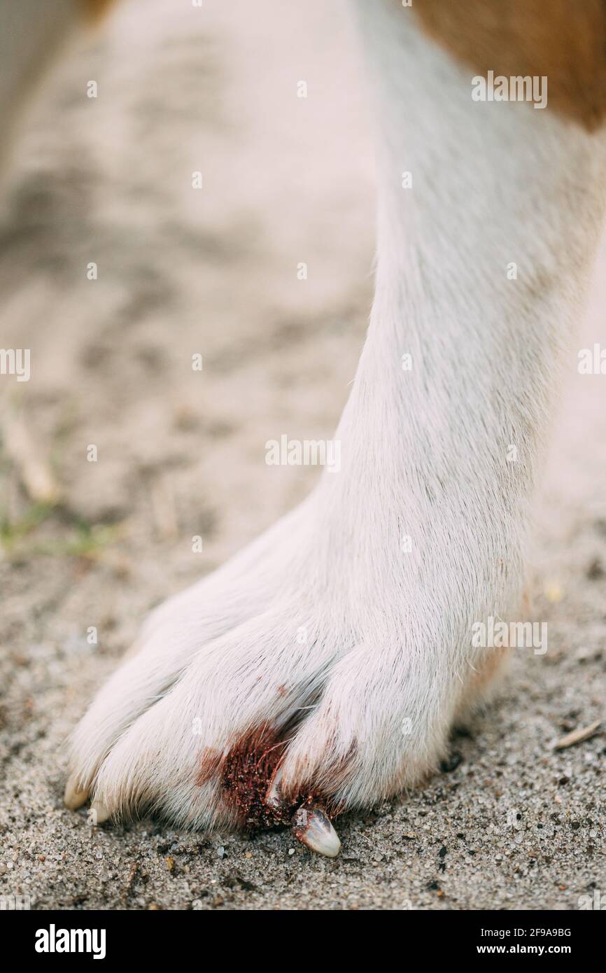 Damaged Claw And Finger In Dog. Dog's Paw Close Up Stock Photo - Alamy