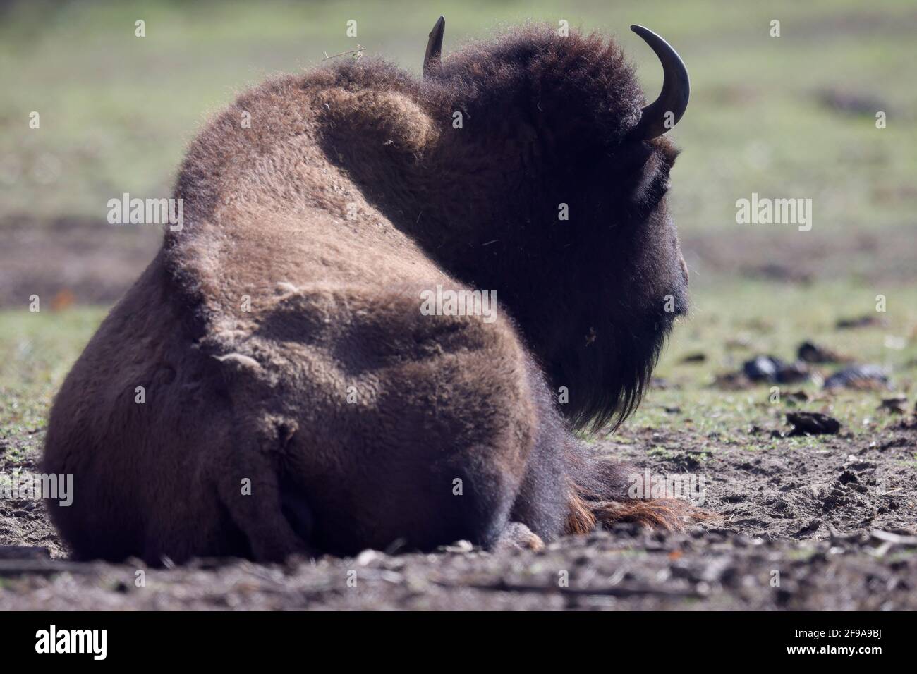 Bison, American bison (Bison bison) lies in a meadow, Germany Stock ...