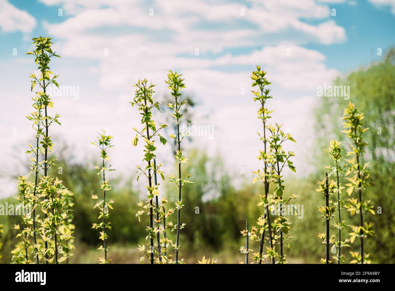 Young Spring Green Leaf Leaves Growing In Branches Of Forest Bush Plant ...