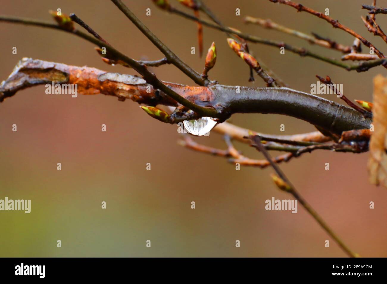 Beautiful view of a single water drop hanging from the branch of the ...