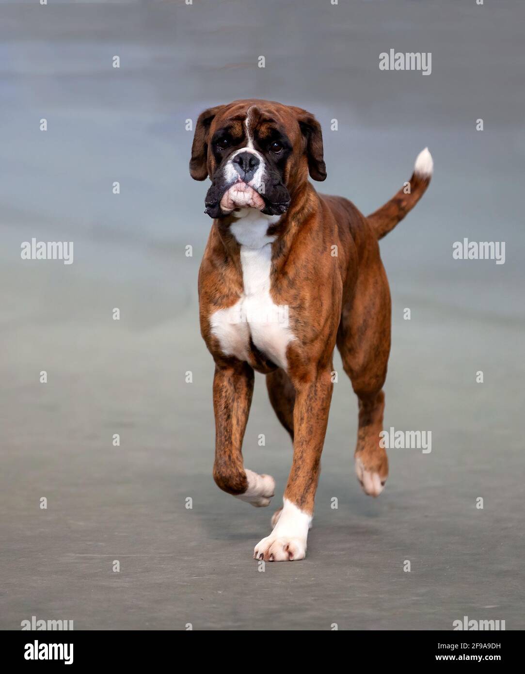 Boxer type hi-res stock photography and images - Alamy