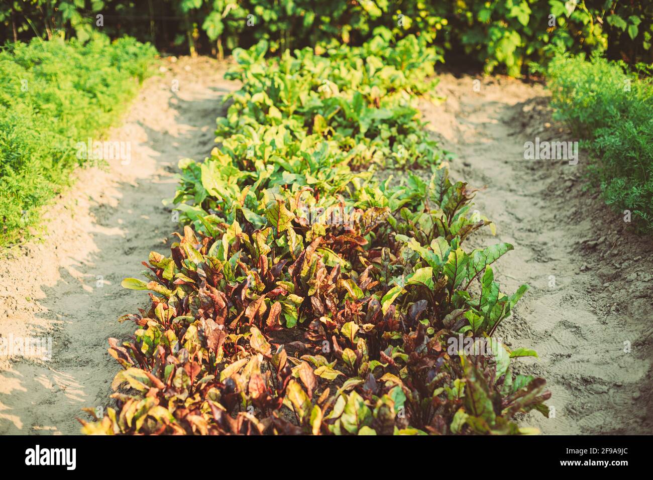 Beetroot vegetable bed hi-res stock photography and images - Alamy