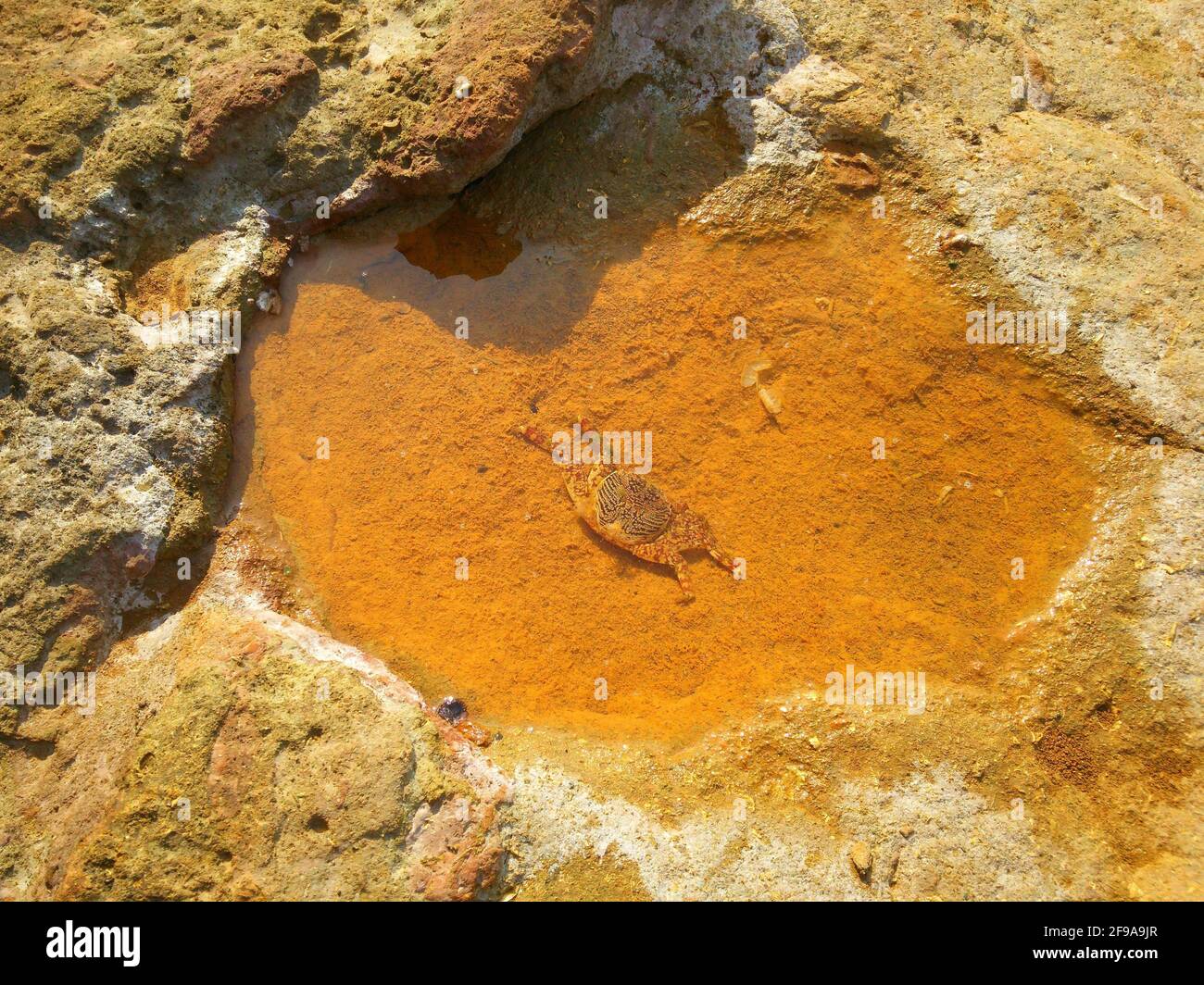 Top view of a beautiful crustacean in the water with orange bottom in ...
