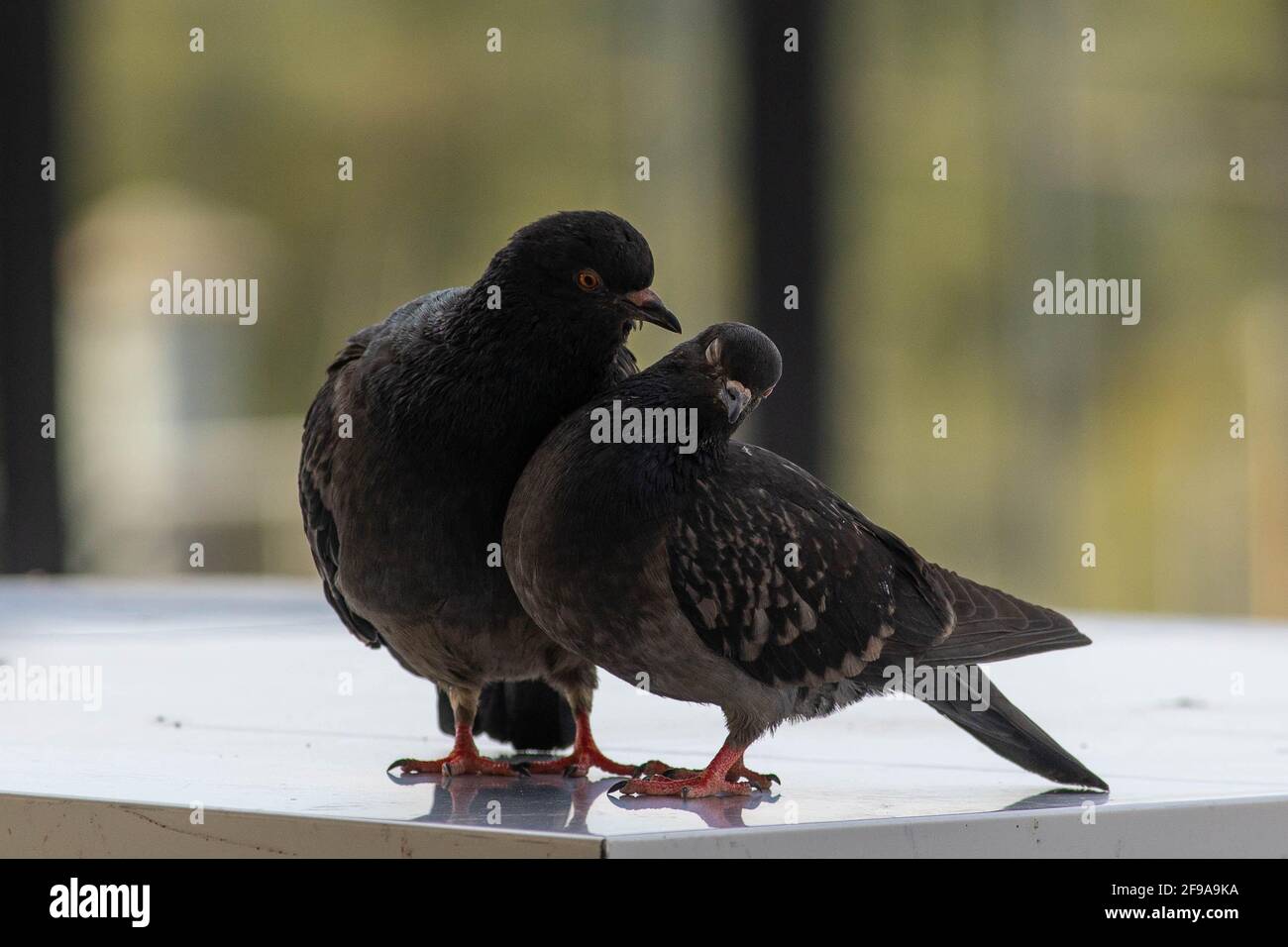 Pigeons with red feet hi-res stock photography and images - Alamy
