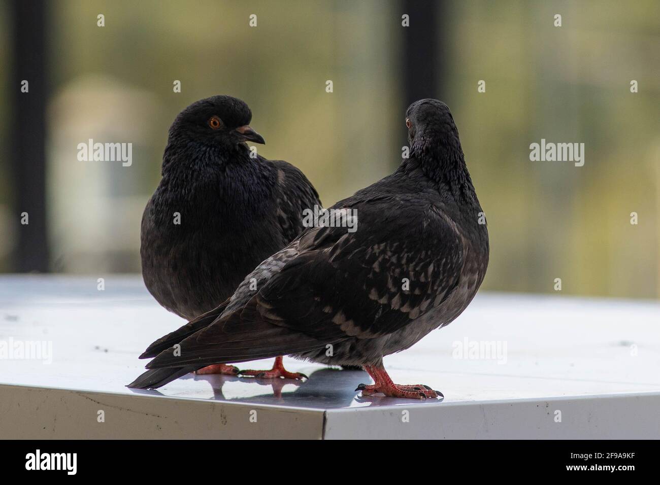 Pidgeon pigeon pidgeons pigeons hi-res stock photography and images - Alamy