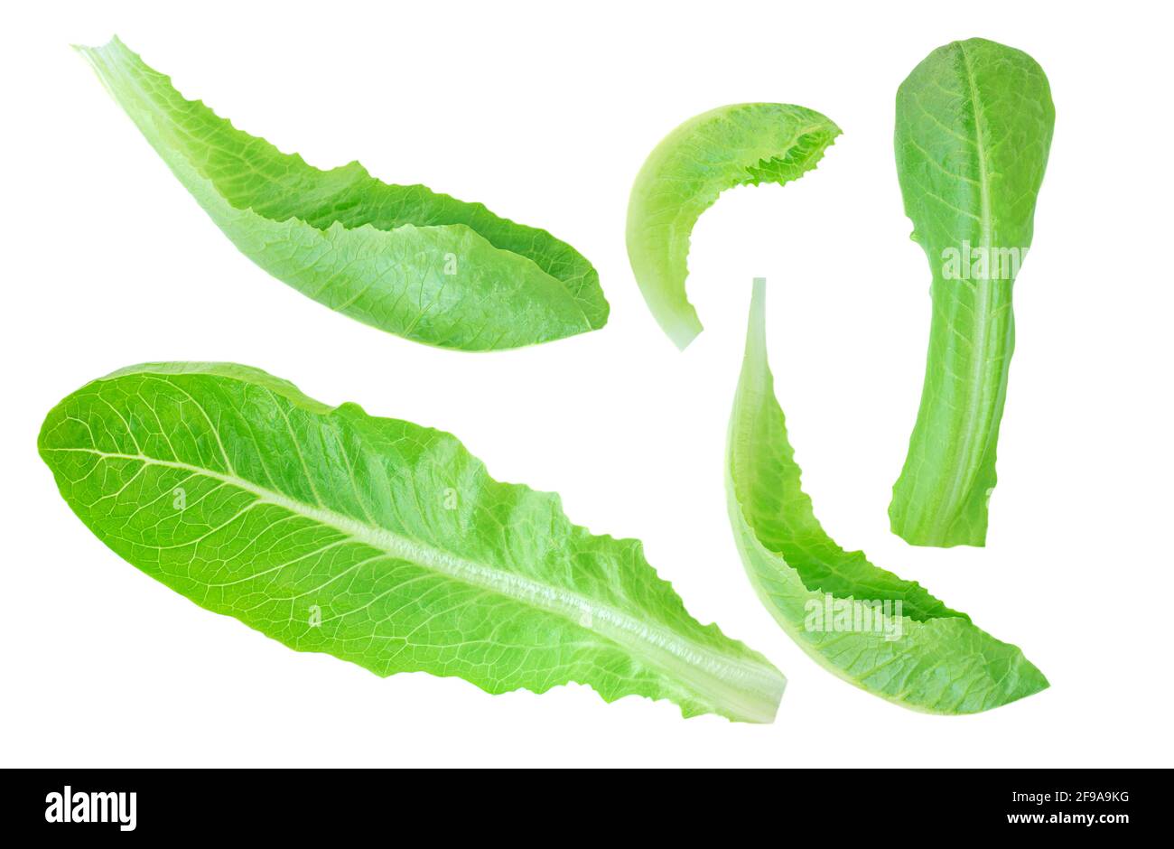 Fresh green Romaine Lettuce leaves isolated on the white background. Lettuce salat Pattern. Top ...