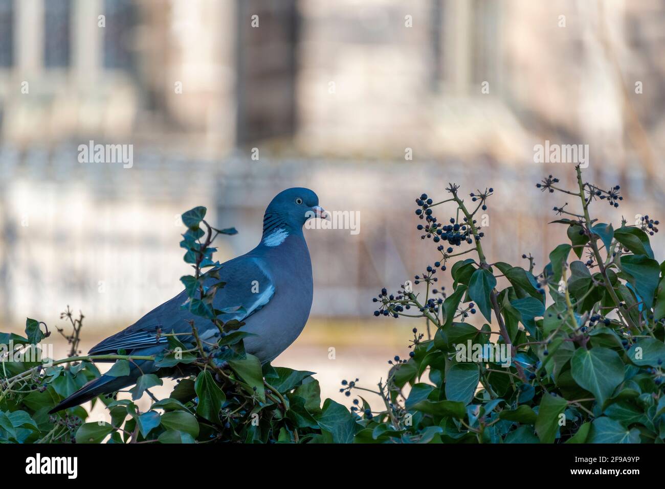 Pigeon sitting down hi-res stock photography and images - Alamy