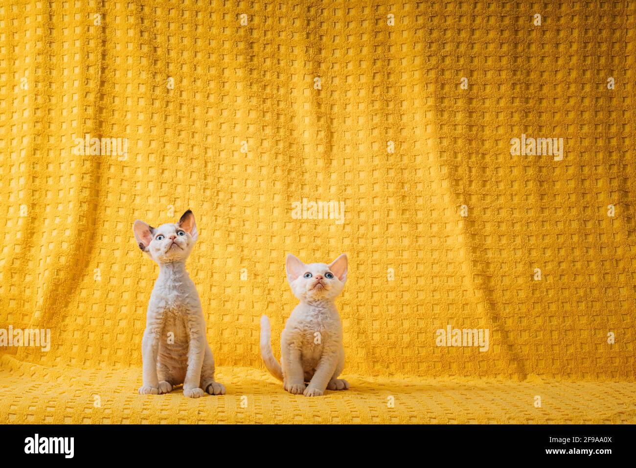 Two Funny Small Little White Devon Rex Kittens Kitty Cats On Yellow ...