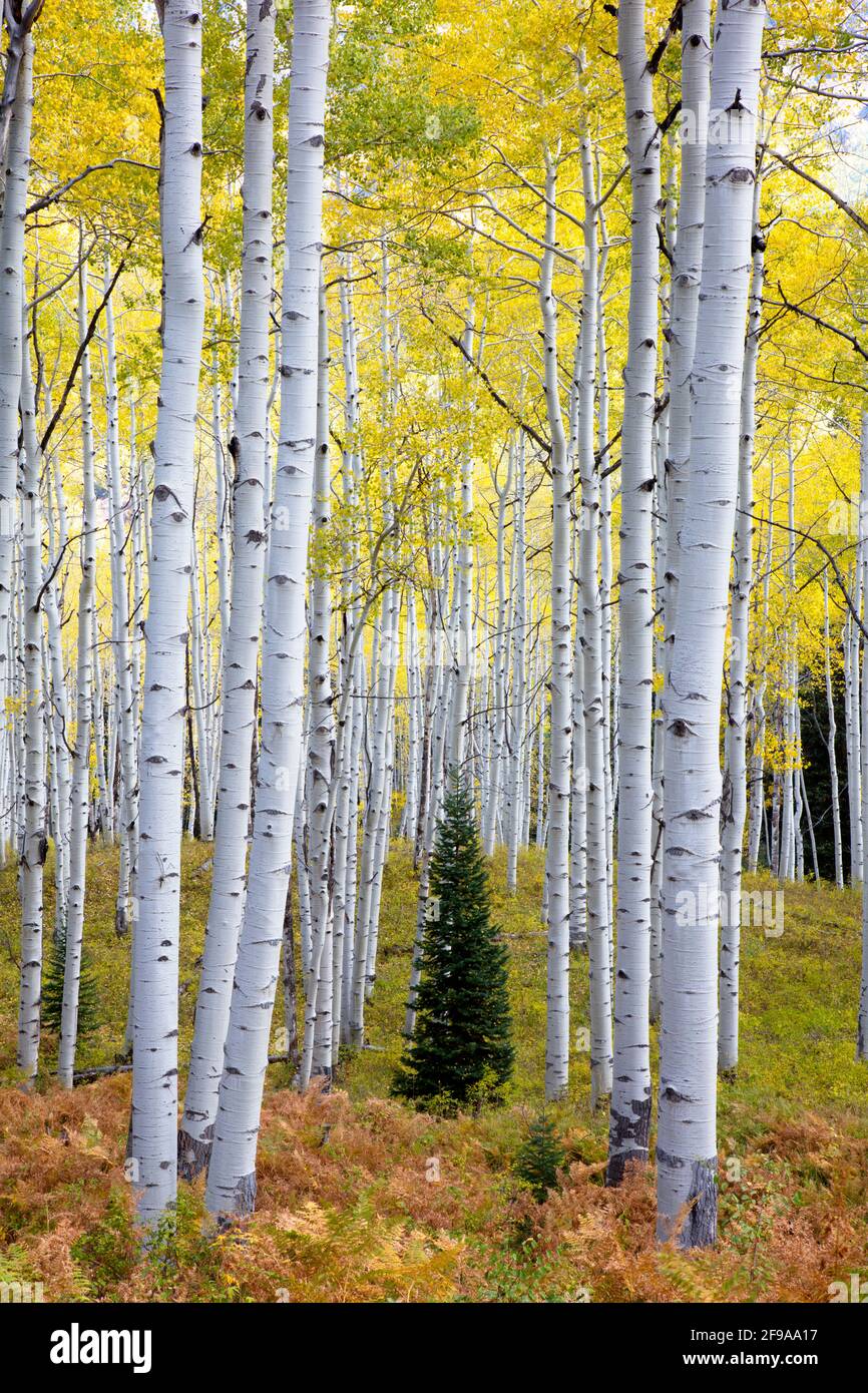 Aspen trees autumn colors in hi-res stock photography and images - Alamy