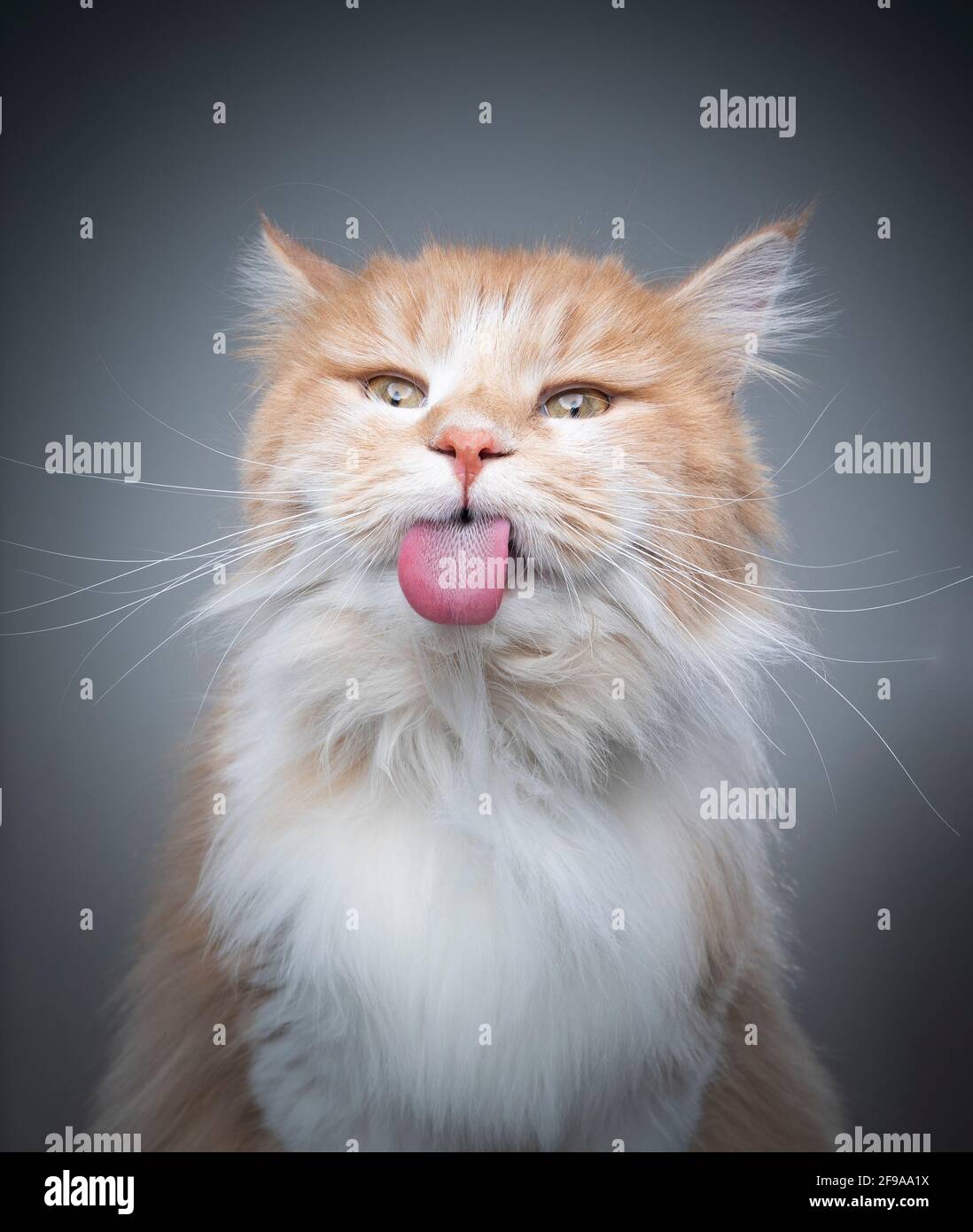 Studio portrait of a fluffy longhair cat sticking out tongue grooming ...