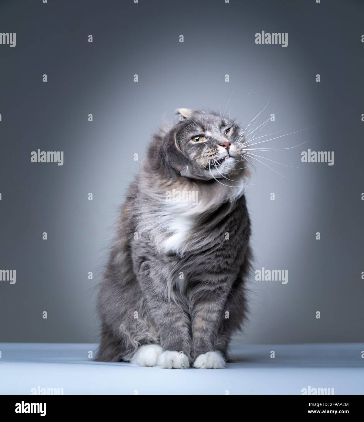studio portrait of a gray blue tabby white maine coon cat shaking head ...