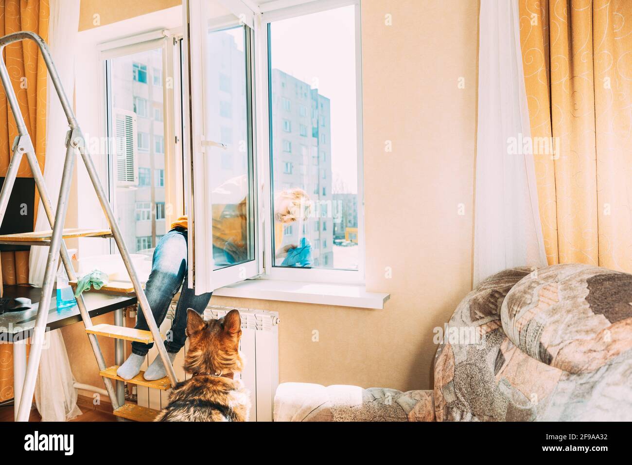 Woman Of Fifty In Yellow Sweater And Jeans Washes Dusty Window In ...