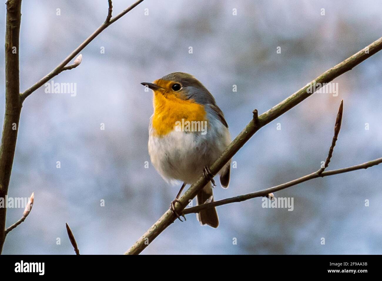 Robinredbreast hi-res stock photography and images - Alamy