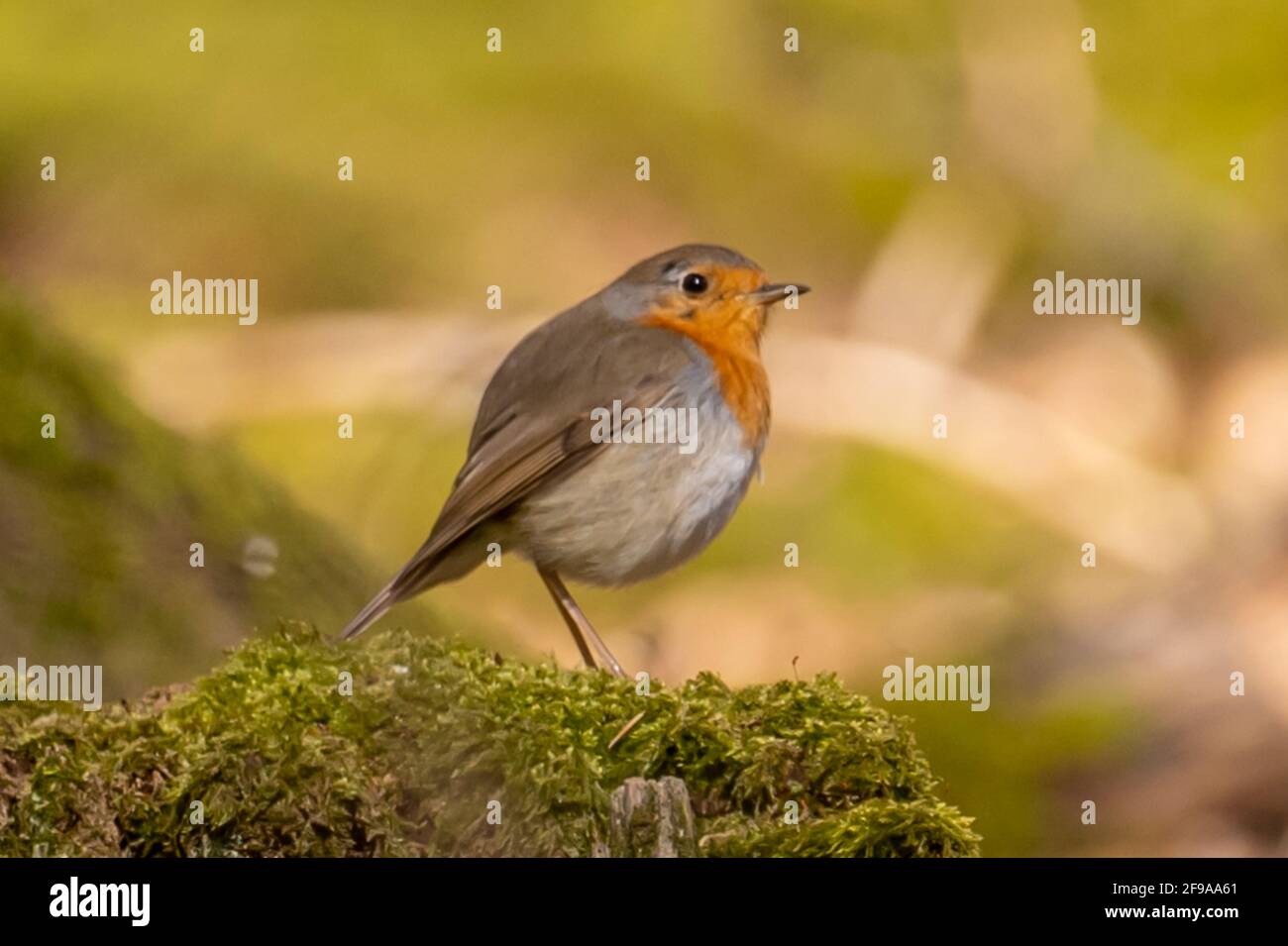 Redrobin hi-res stock photography and images - Alamy