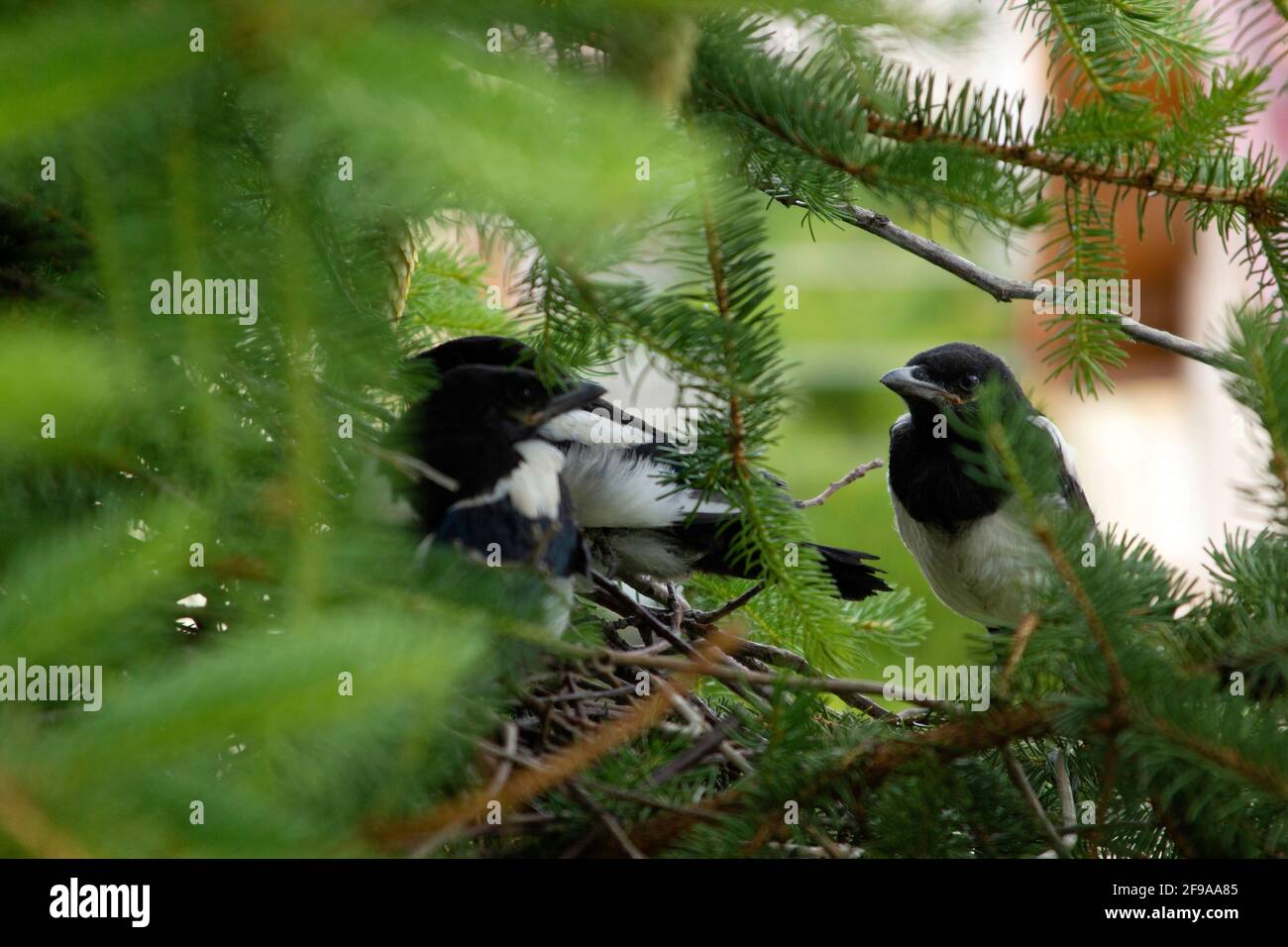 Young magpies in the magpie nest Stock Photo - Alamy