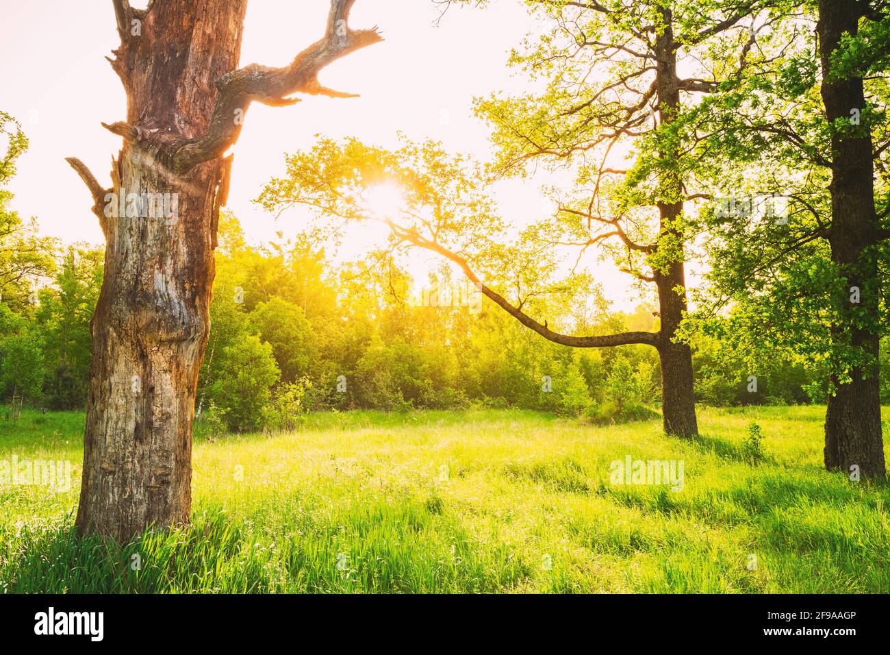 Summer Sunny Forest Old Oak Trees. Nature Green Wood Sunlight Stock ...