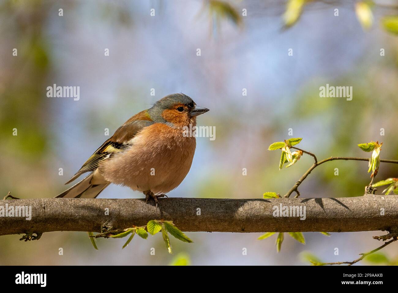Batman bird hi-res stock photography and images - Alamy