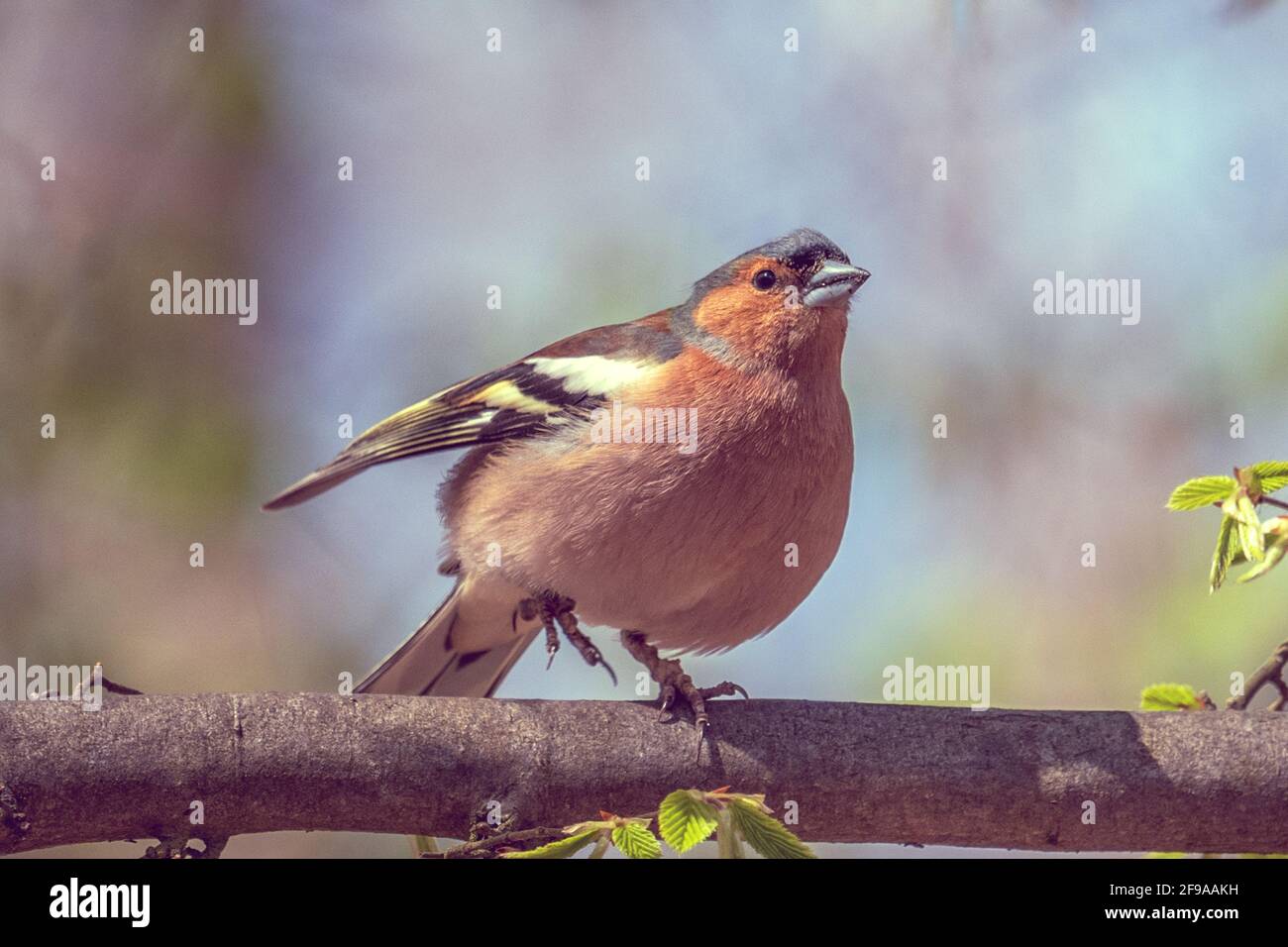 Batman bird hi-res stock photography and images - Alamy