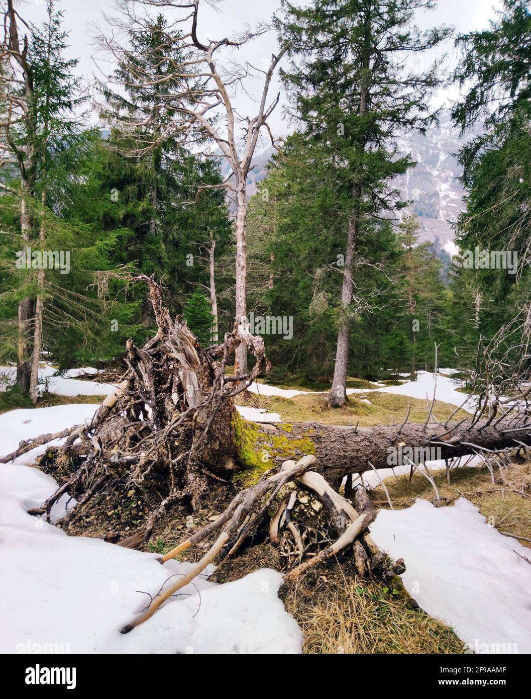 Storm damage and wind breakage especially uproot conifers with their ...