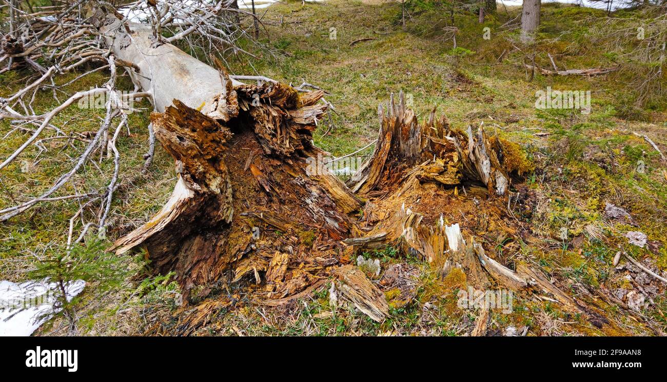 Storm damage and wind breakage especially uproot conifers with their ...