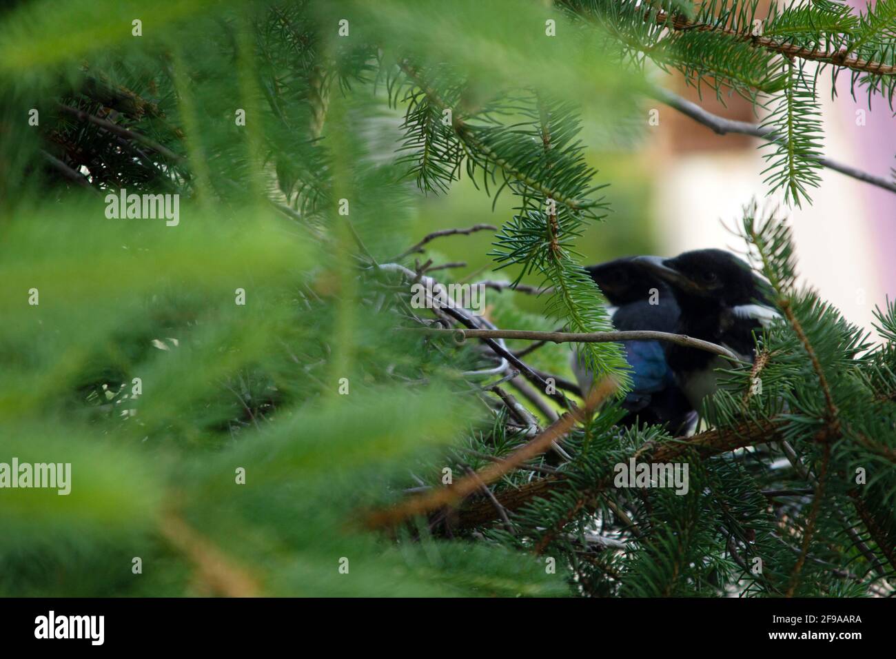Magpie sheltering hi-res stock photography and images - Alamy