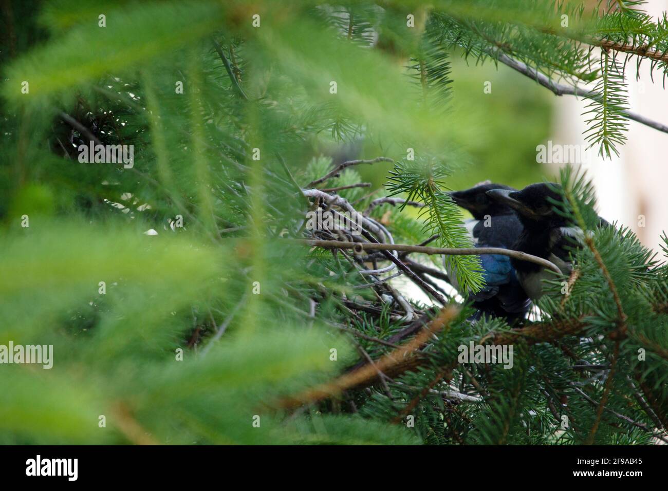 Young magpies in the magpie nest Stock Photo - Alamy
