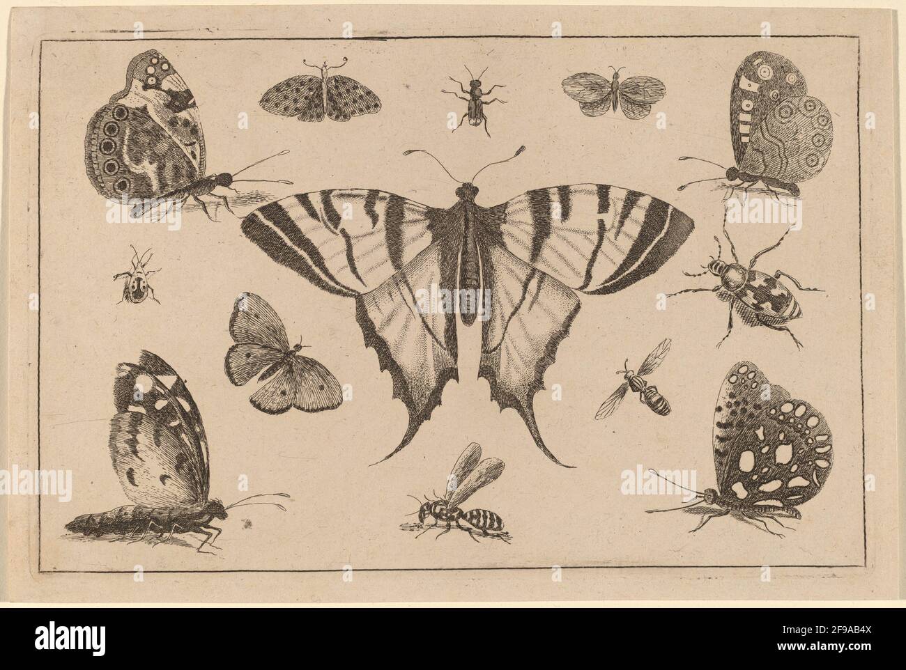 Swallow tailed butterfly hi-res stock photography and images - Alamy