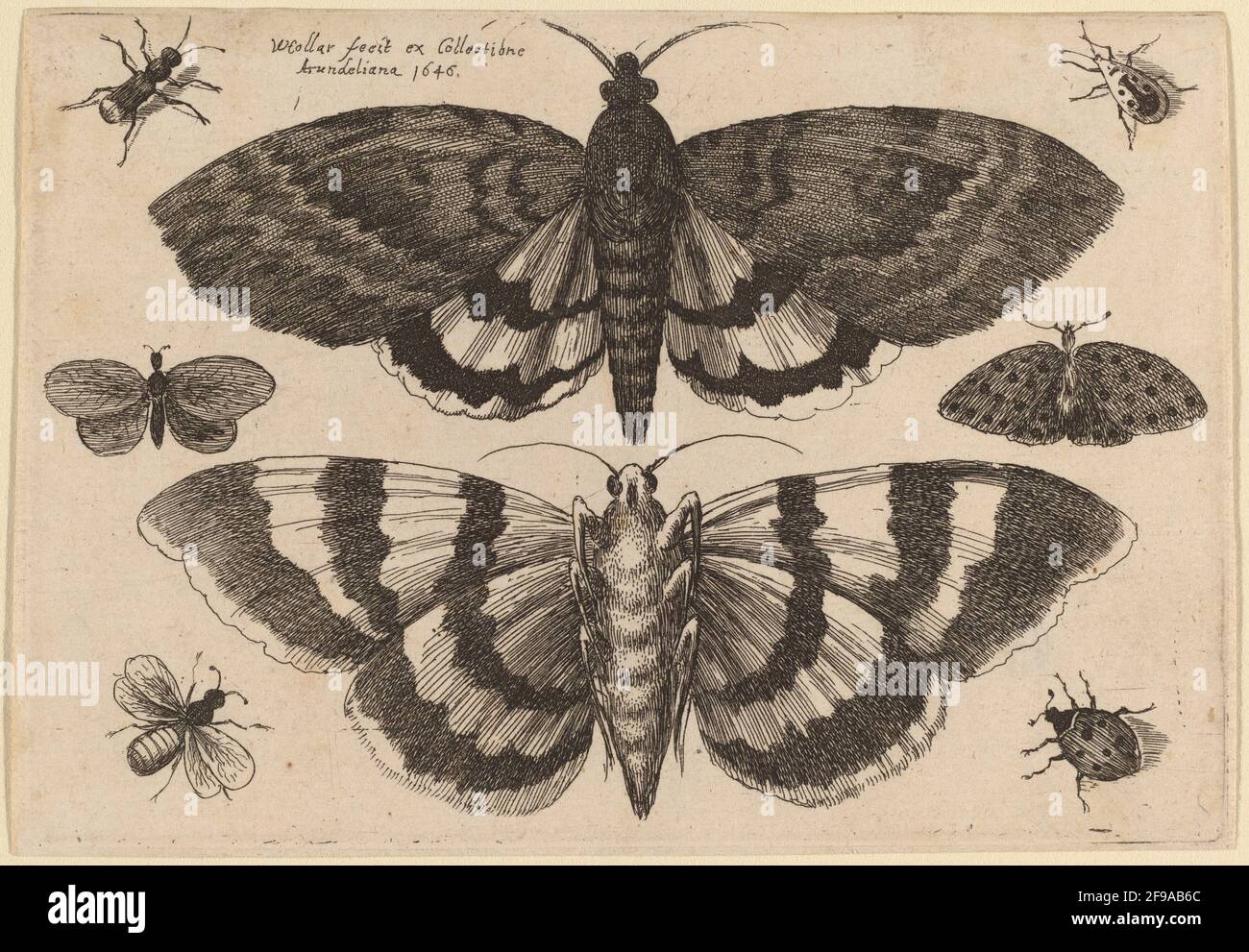 Six insects hi-res stock photography and images - Alamy