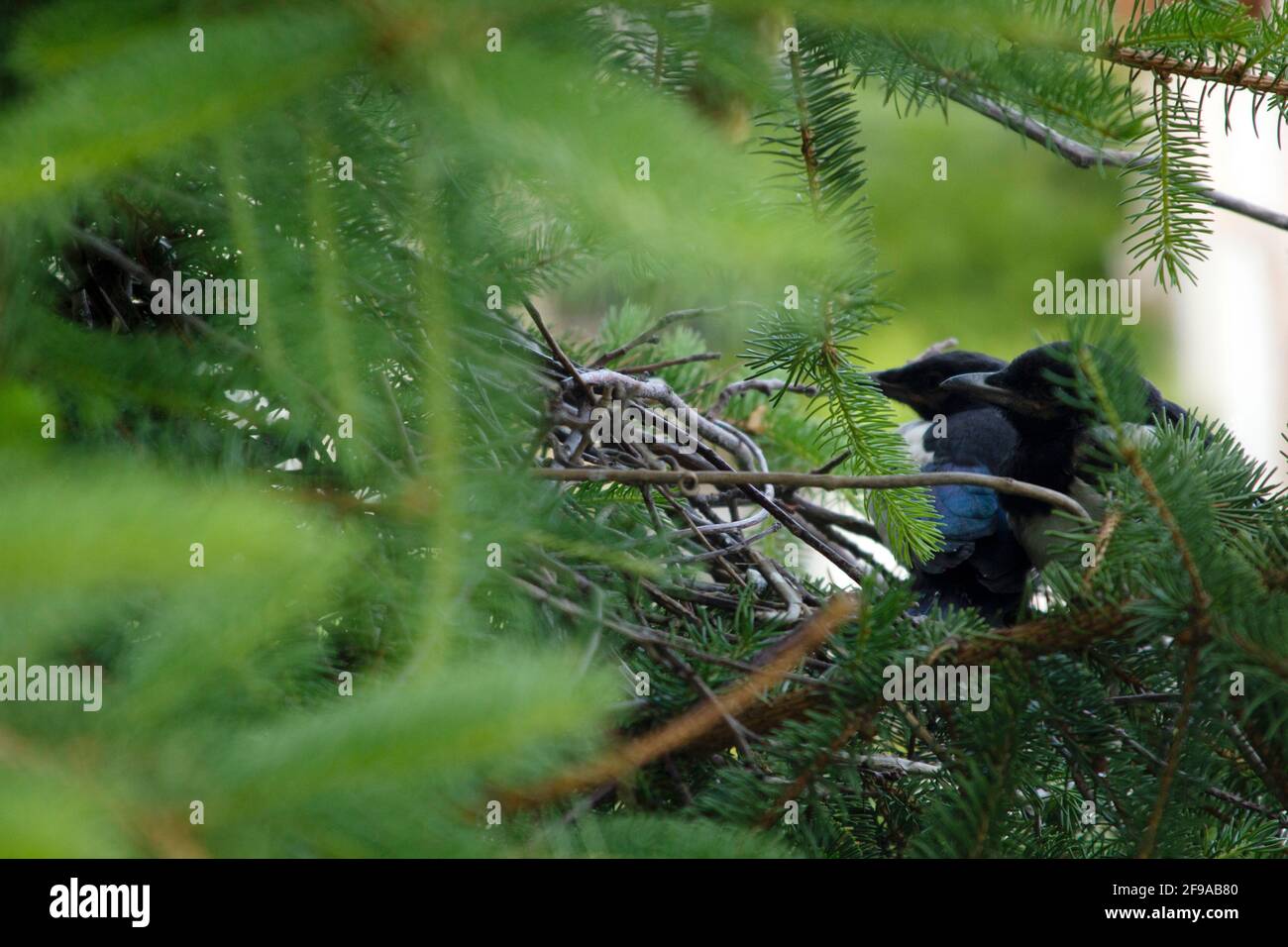 Young magpies in the magpie nest Stock Photo - Alamy