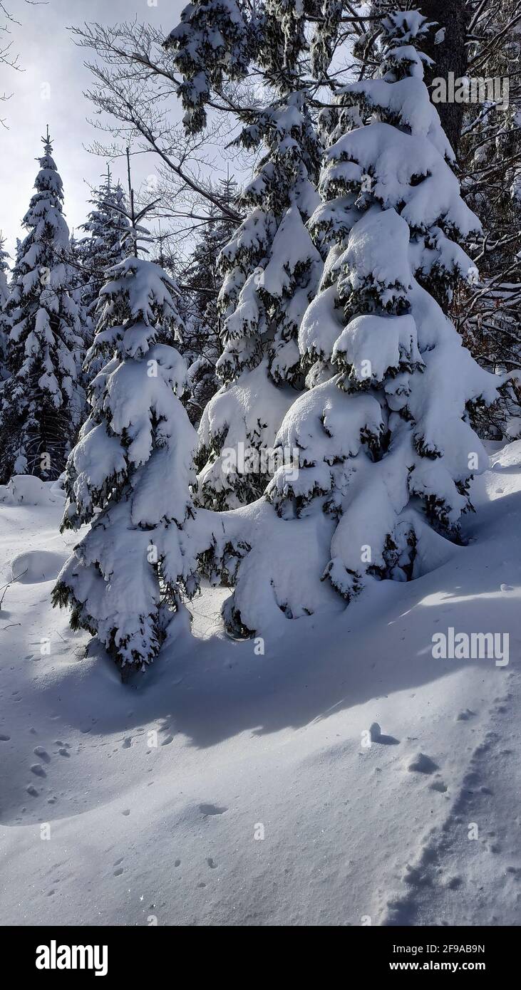 Closeup of spruce trees covered in snow in a winter forest Stock Photo ...
