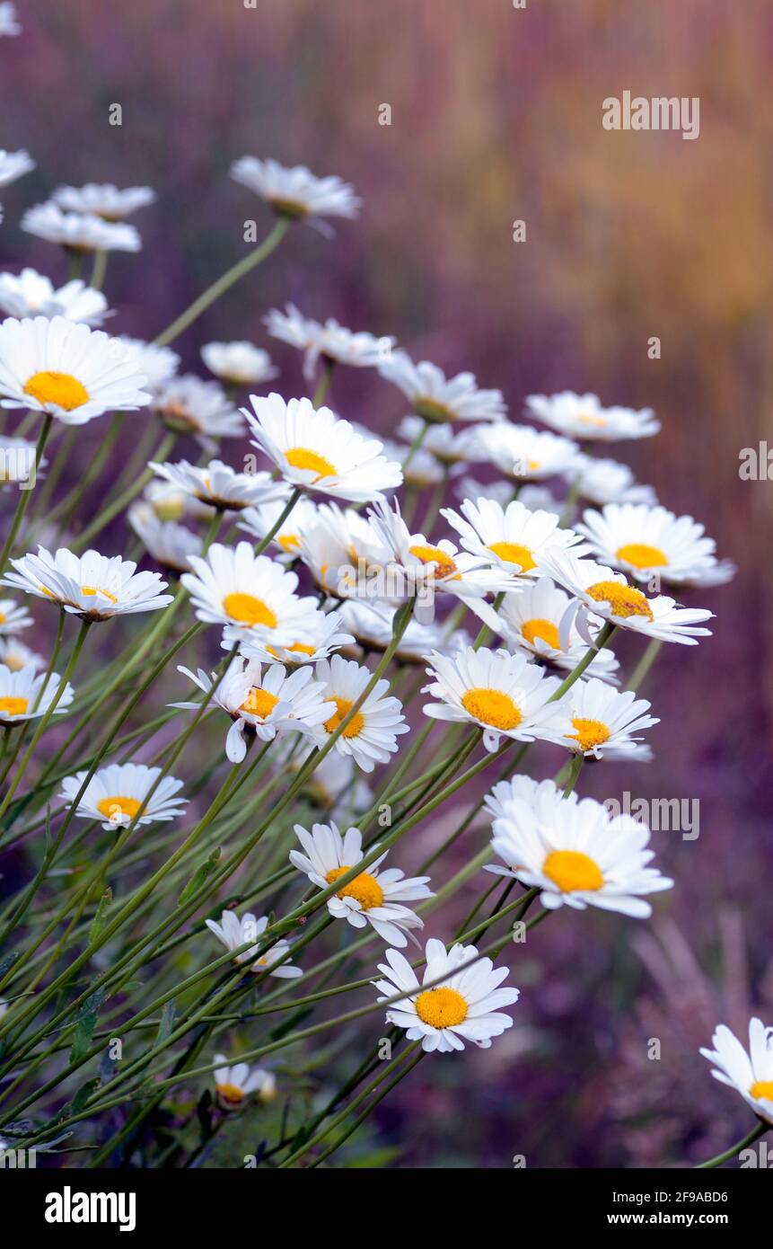 Pollen allergy: ox-eye daisy flowers (Leucanthemum vulgare Stock Photo ...