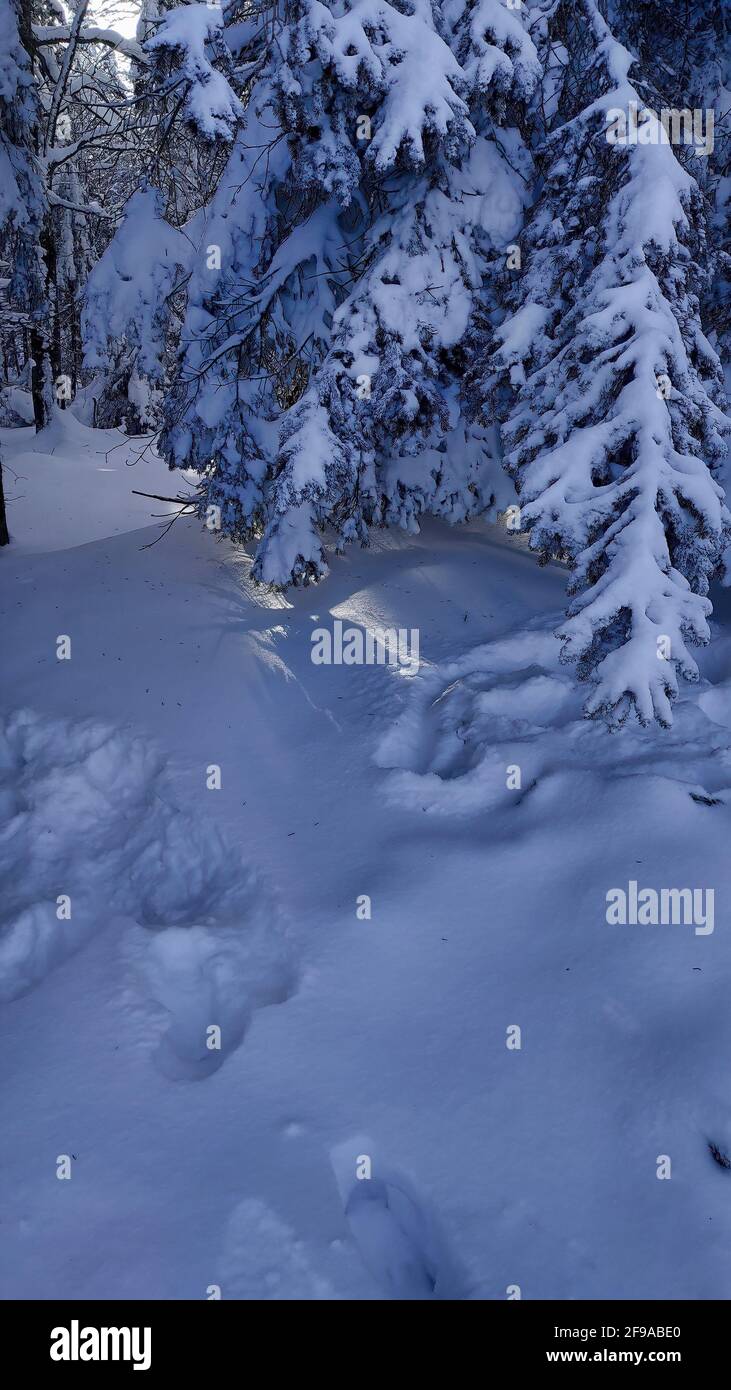 Closeup of spruce trees covered in snow in a winter forest Stock Photo ...