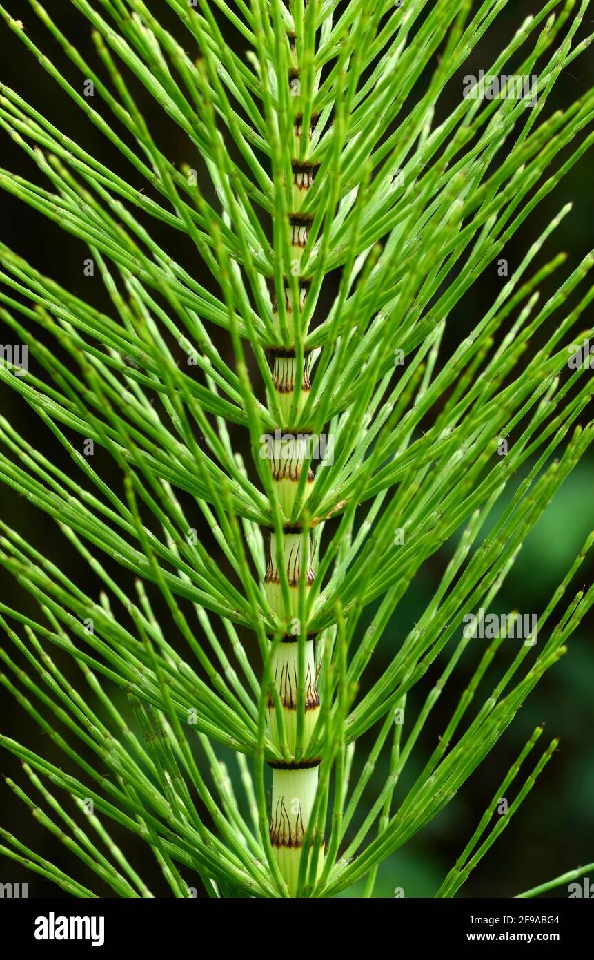 Medicinal plants: great horsetail (Equisetum telmateia Stock Photo - Alamy