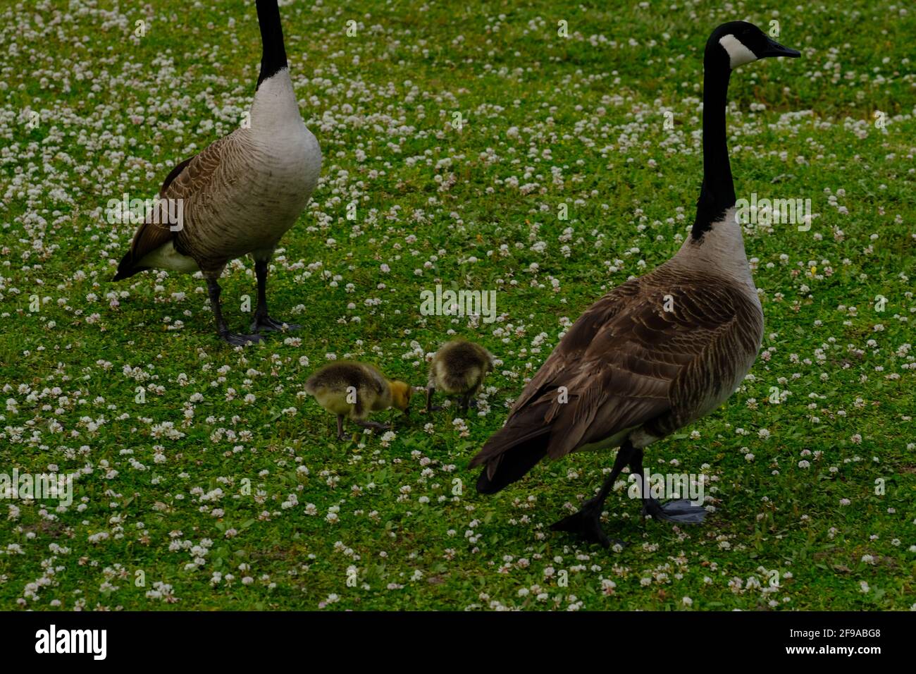 Female gives birth hi-res stock photography and images - Alamy