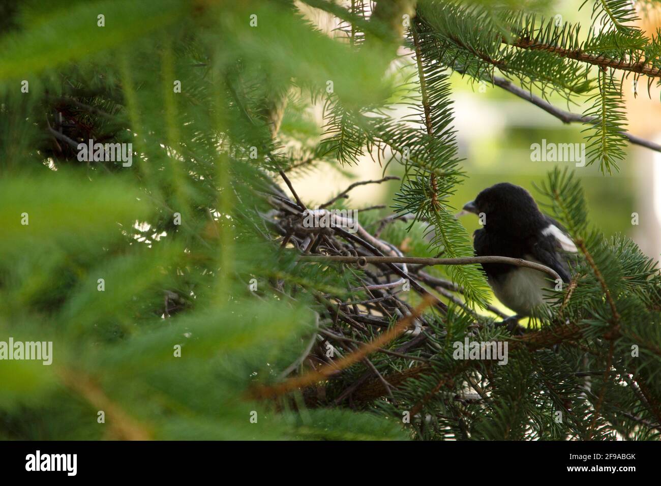 Young magpies in the magpie nest Stock Photo - Alamy