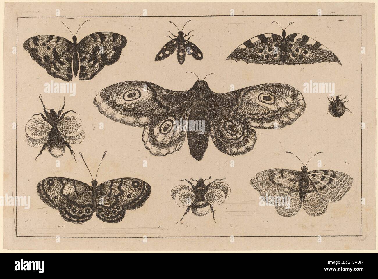 17th century entomology hi-res stock photography and images - Alamy
